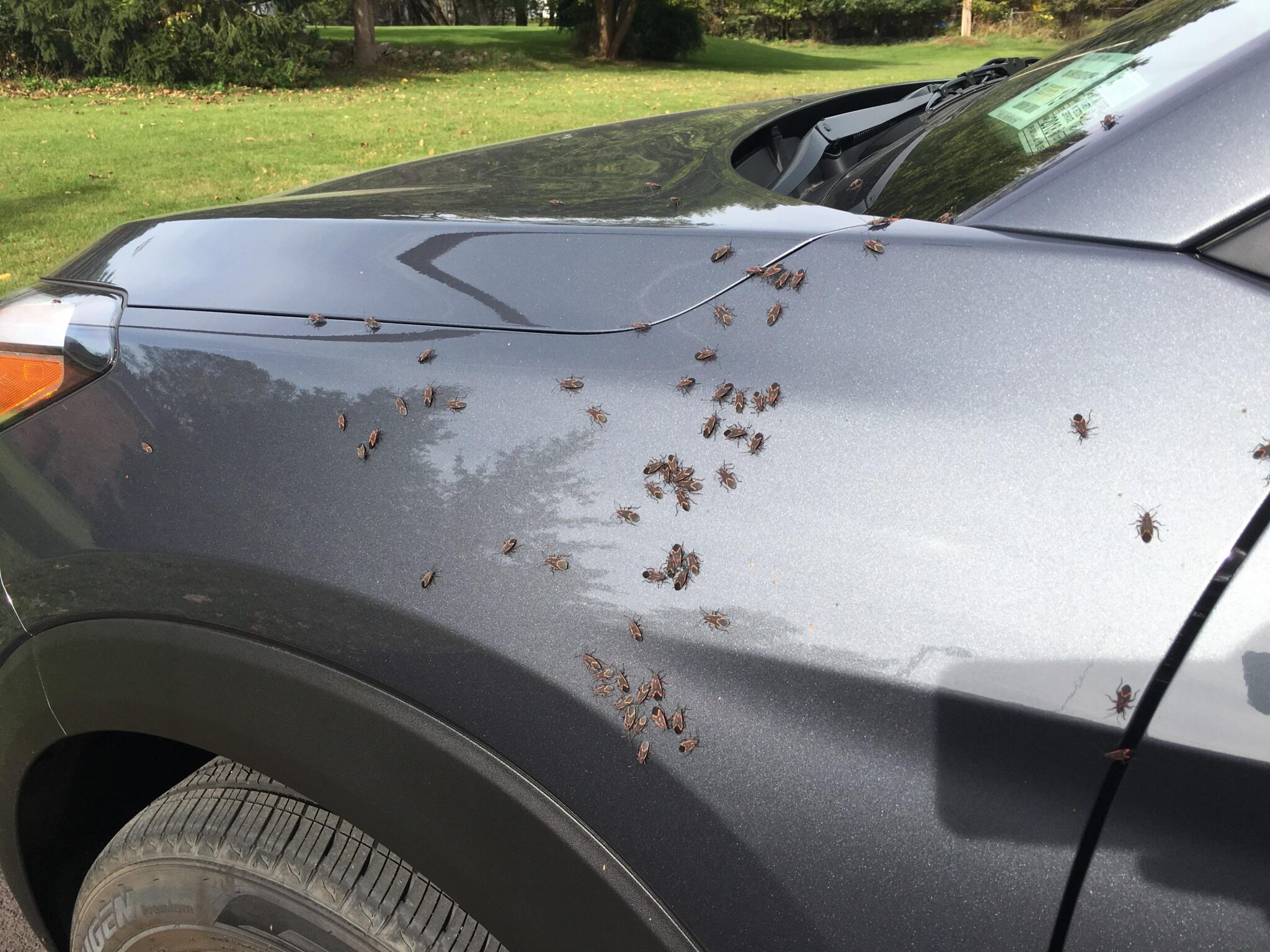 Why Are Bugs Attracted To My Car: Uncover The Surprising Reasons ...